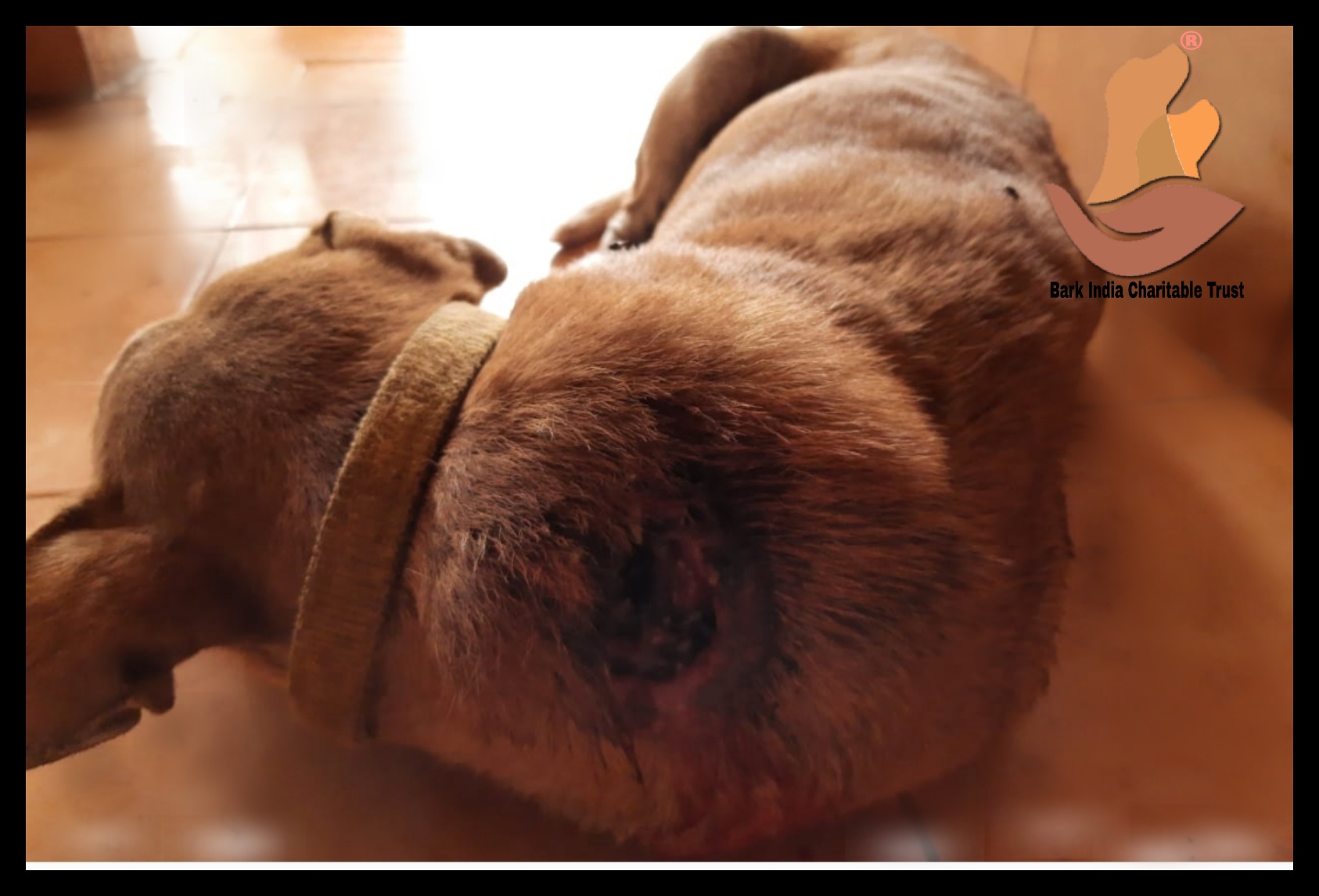 Dog With Maggot Wound Neck Dog Rescue And Treatment Charity For Stray Dog With Maggot Wound Neck Dog Rescue And Treatment Charity For Stray
