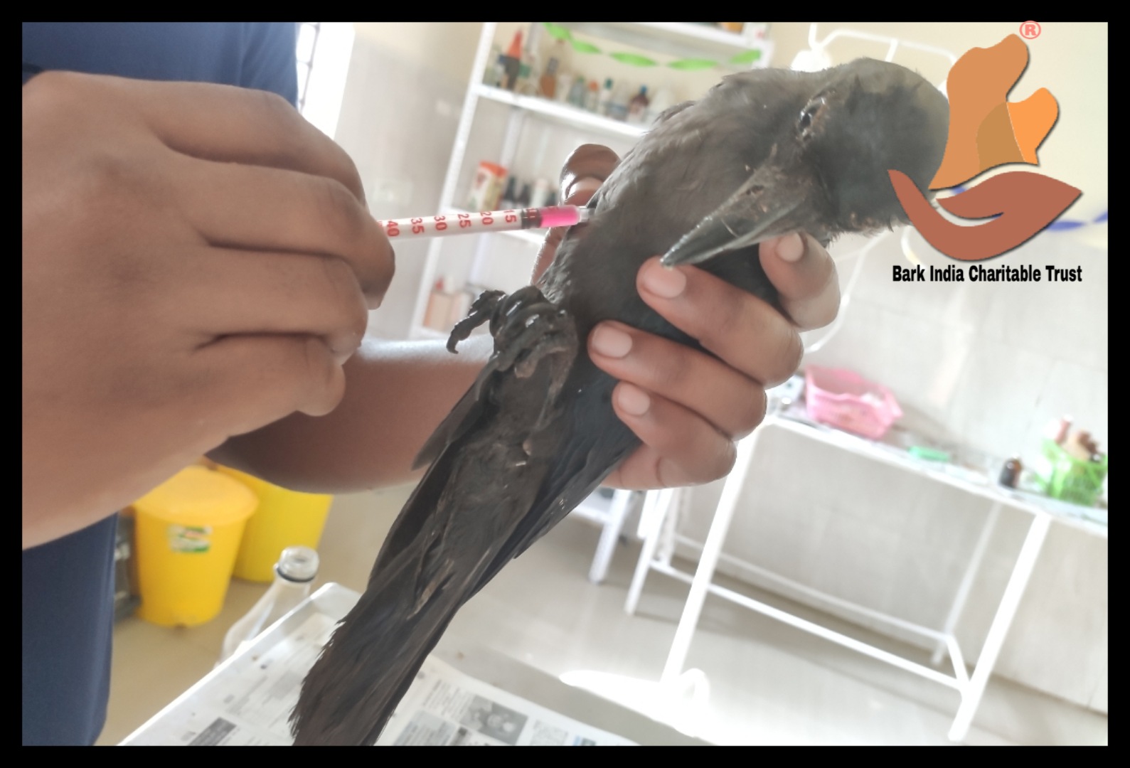 Sick Crow Rescue- Bird Rescue and Treatment in Puducherry - Bark India