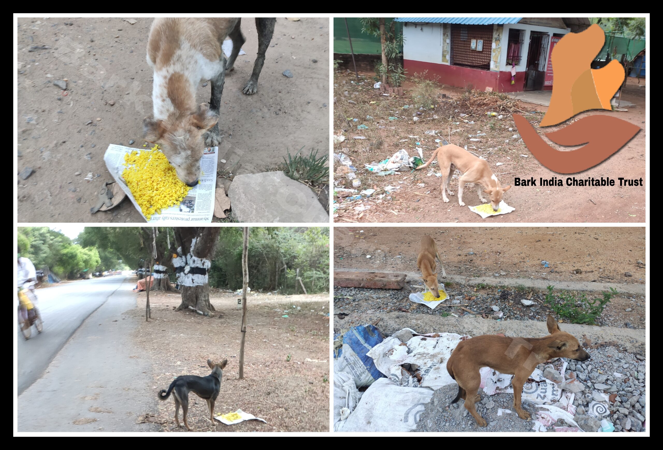 Feed Starving Strays! Donate Today - Bark India