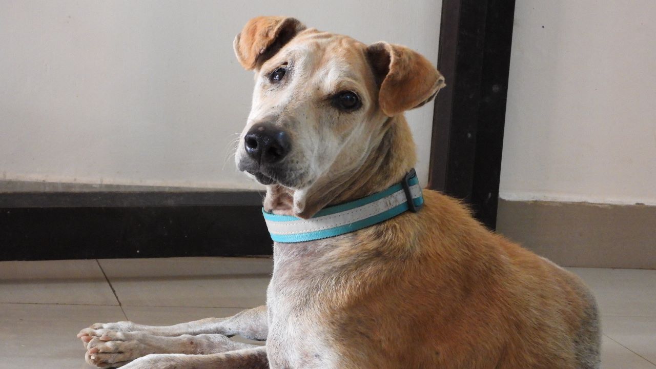 Help Indian Strays- Animal Rescue charity - Bark India
