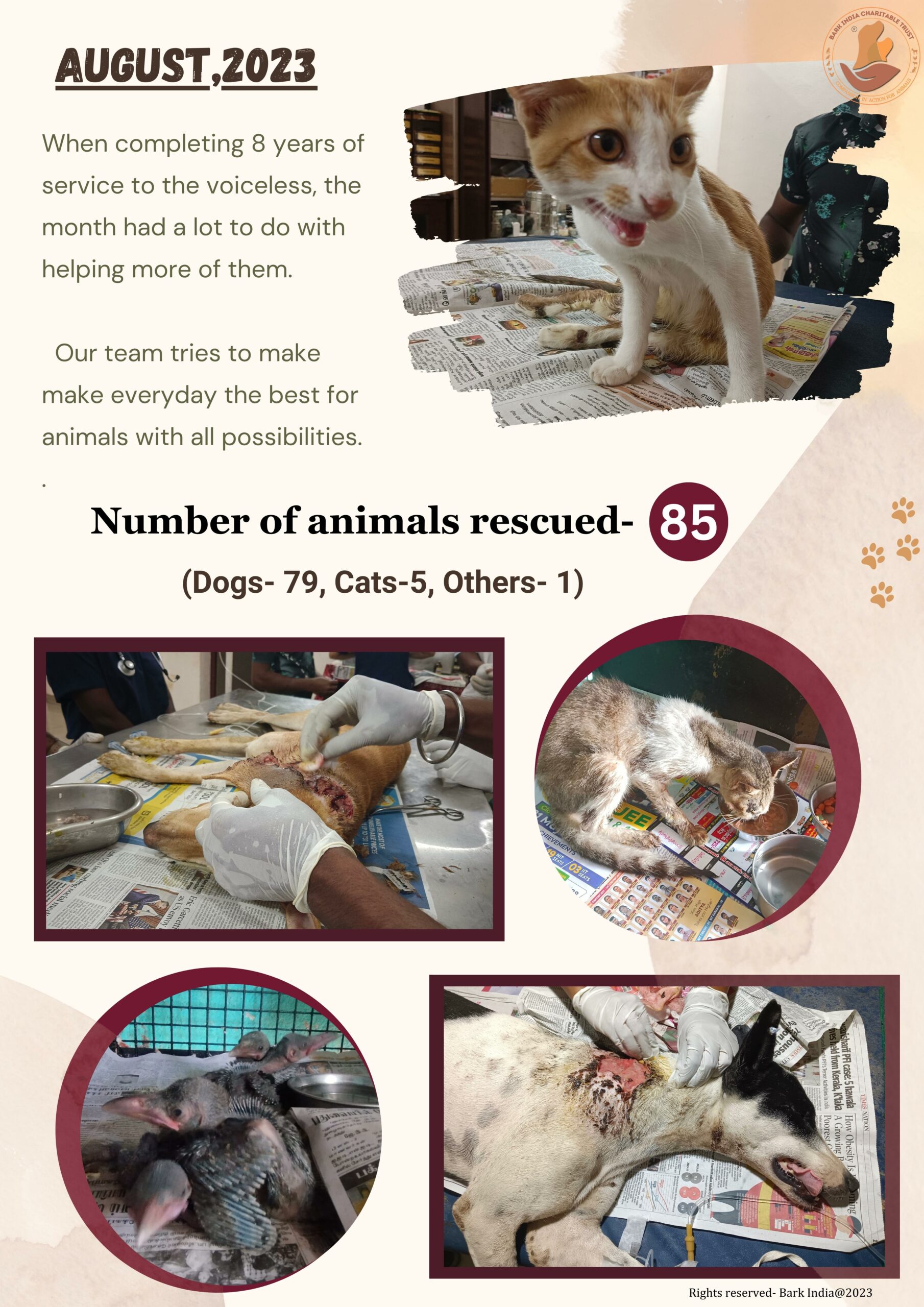 Animal rescue and care- Donate for stray animals - Bark India